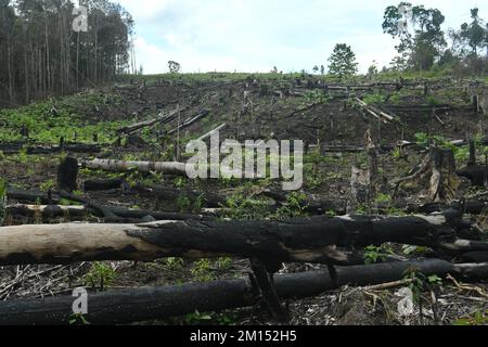 Through Slash-and-burn method,a forest in Lundu distric, Kuching ...