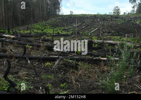 Through Slash-and-burn method,a forest in Lundu distric, Kuching ...