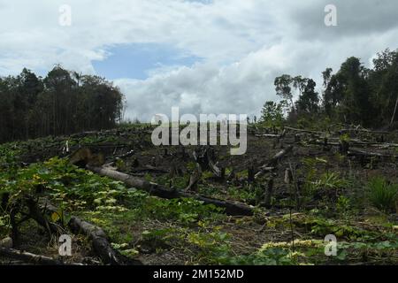 Through Slash-and-burn method,a forest in Lundu distric, Kuching ...
