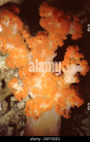 Scleronephthya is a genus of corals belonging to the family Nephtheidae ...