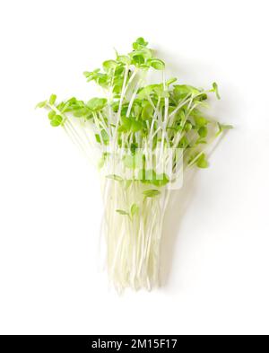 Close-up of micro greens of mustard, arugula and other plants at home ...