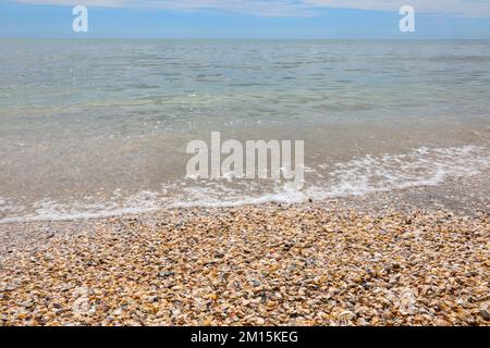 hundreds of thousands of shells on the seashore in summer Stock Photo ...