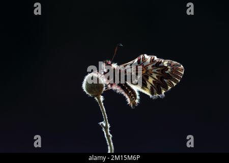 colorful bitterfly on dried plant Zerynthia polyxena Papilionidae Stock ...