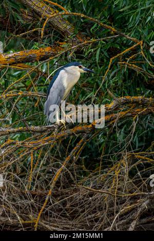 A Night Heron in the wilderness of the Danube Delta in Romania Stock ...