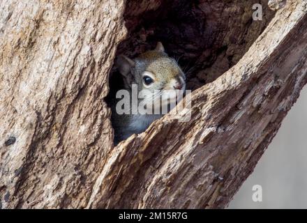 A little squirrel is hiding in a tree Stock Photo - Alamy