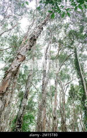 Paperbark Trees growing in the water at Flying Fox Swamp, Lorella ...