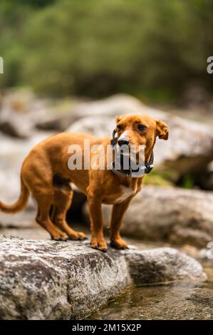 Little Maneto dog in collar looking around while standing on boulder in ...