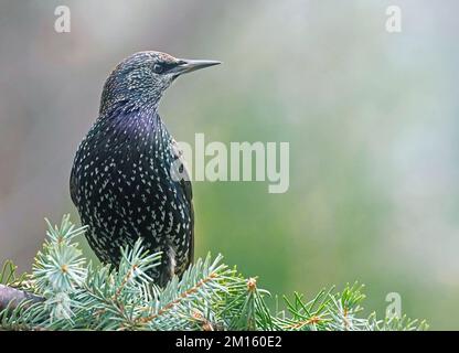 European Starling in late autumn in southern Michigan USA Stock Photo ...
