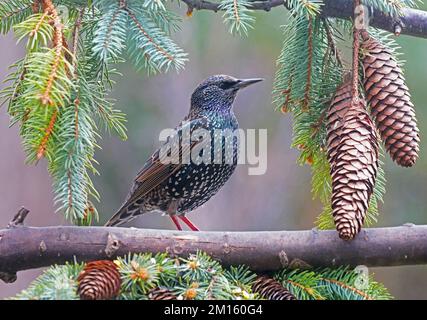 European Starling in late autumn in southern Michigan USA Stock Photo ...