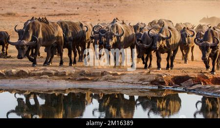 Buffalo visiting a waterhole in the Tsavo National Park on their annual ...
