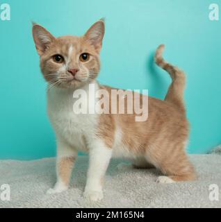 Closeup shot of a cute fluffy orange domestic cat Stock Photo - Alamy