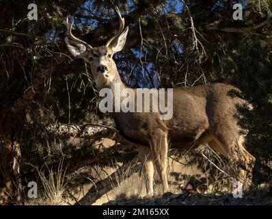 The three buckmule deer traveling together, know as the Three Amigos ...