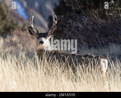 The three buckmule deer traveling together, know as the Three Amigos ...