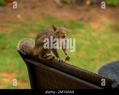 In a backyard, a squirrel with round eyes is hanging out. Looking for ...