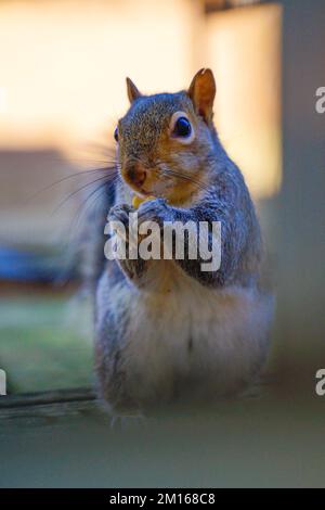 In a backyard, a squirrel with round eyes is hanging out. Looking for ...