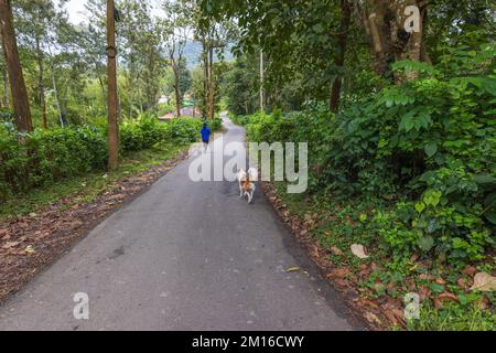 A Scenic Road passing through the Coffee Plantations in Coorg (Virajpet ...
