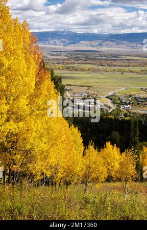 Fall aspen trees lining the Hoback Trail at Jackson Hole Mountain ...