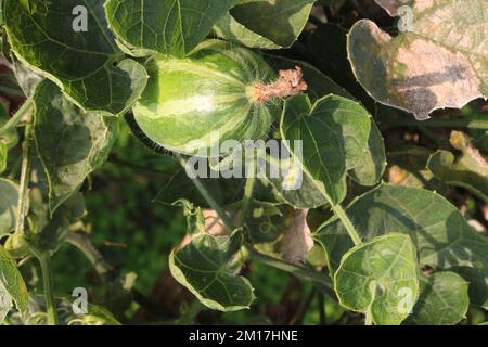 green colored pointed gourd on tree in farm for harvest Stock Photo - Alamy