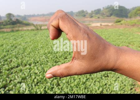Gesture with finger on radish farm field Stock Photo - Alamy