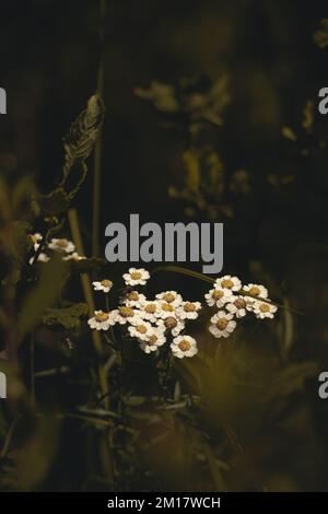 A closeup of common sneezer (Yarrow ptarmica) flowers growing in green ...