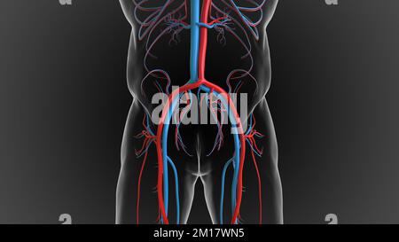 arteries carry oxygenated blood and veins carry deoxygenated blood 3D ...