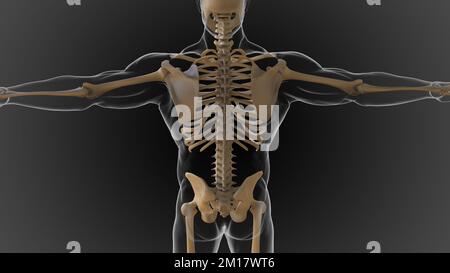 The bony skeleton is divided into 2 parts axial skeleton and ...
