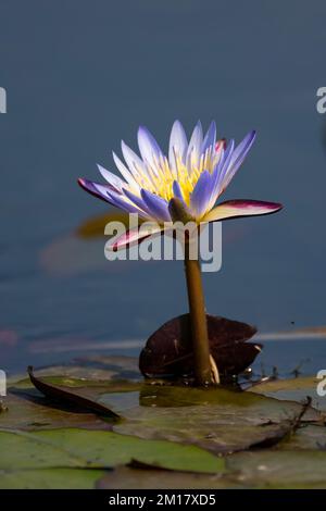 Water lily (Nymphaea), Bangweulu Swamps, Zambia, Africa Stock Photo - Alamy