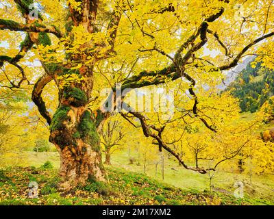 Old sycamore maple (Acer pseudo plantanus), in autumnal discolouration ...