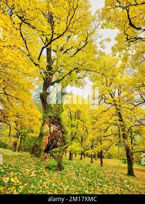 Forest of sycamore maple (Acer pseudo plantanus), in autumnal ...