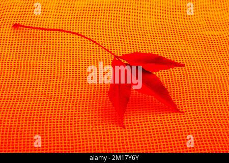 One separate dry leaf of Autumn times in hand Stock Photo - Alamy
