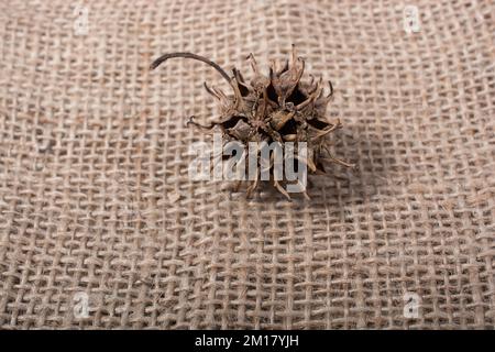 Pod, cone or capsule on a background Stock Photo - Alamy