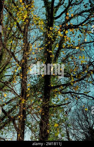Forest view in autumn in Istanbul, in the view Stock Photo - Alamy