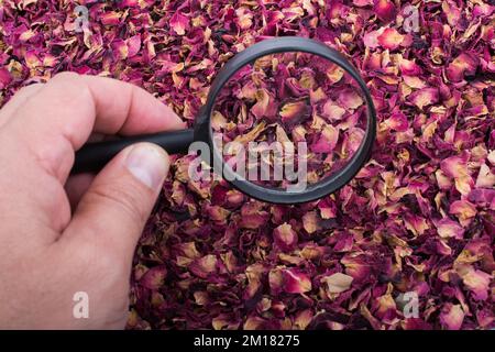 Magnifying glass in hand over dried rose petals Stock Photo - Alamy