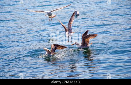 Single seagull is in water of the sea Stock Photo - Alamy