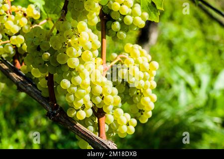 A bunch of Scheurebe grapes in the wineyards of the winery Wackerbarth ...