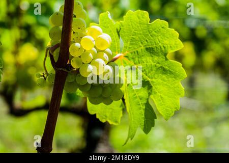 A bunch of Scheurebe grapes in the wineyards of the winery Wackerbarth ...