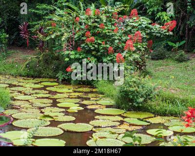 Victoria amazonica in the Natura Park In Amzonia, Colombia. It is a ...