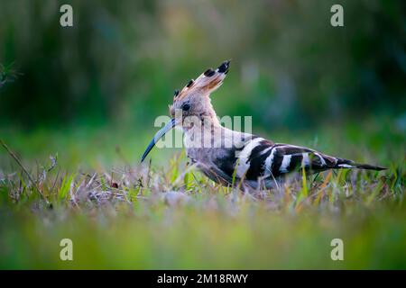 Cute bird hoopoe. Yellow nature background. Bird: Eurasian Hoopoe Upupa ...