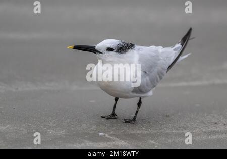Sandwich Tern (Thalasseus sandvicensis) on the beach, Texas Stock Photo ...