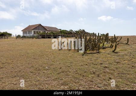 Cactuses in front of a house near the coast of Pichilemu, Chile Stock ...