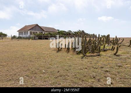 Cactuses in front of a house near the coast of Pichilemu, Chile Stock ...