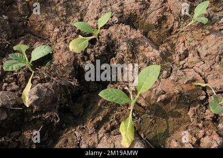 green colored tobacco leaf on farm for harvest Stock Photo - Alamy