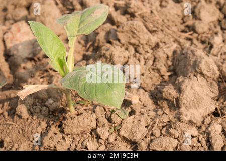 green colored tobacco leaf on farm for harvest Stock Photo - Alamy