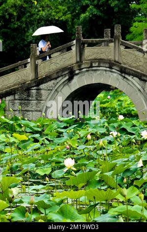 blossom lotud flower in pond Stock Photo - Alamy
