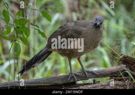 Plain chachalacas, Ortalis vetula, perched in tree in winter, Texas ...