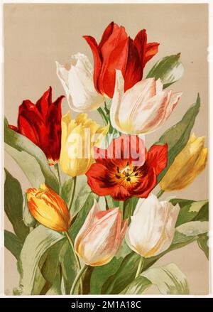 Tulips , Tulips. Louis Prang & Company Collection Stock Photo - Alamy