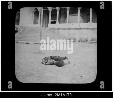 Turkey. Constantinople. Dogs , Dogs. Nicholas Catsimpoolas Collection ...