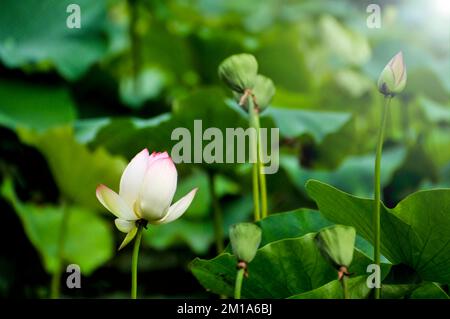blossom lotud flower in pond Stock Photo - Alamy