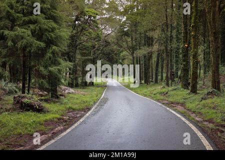 Road in a forest surrounded by old trees Stock Photo - Alamy