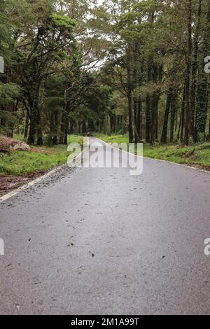 Road in a forest surrounded by old trees Stock Photo - Alamy